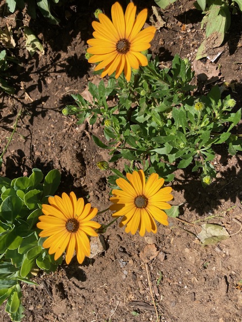 The importance of knowing the P-ness – Anabaptist Mama